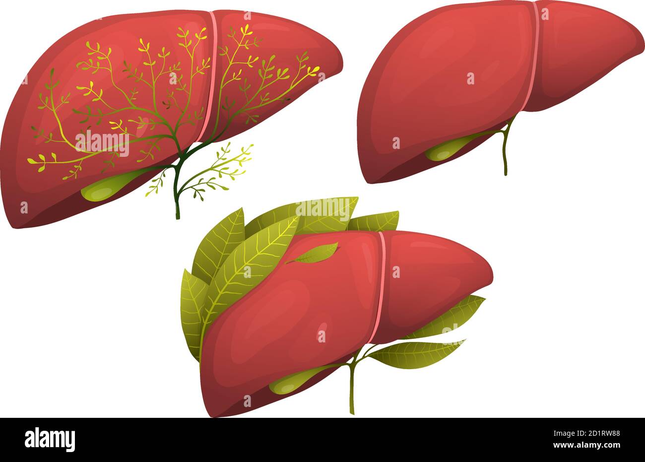 Clipart drawing healthy internal medicine Cut Out Stock Images ...