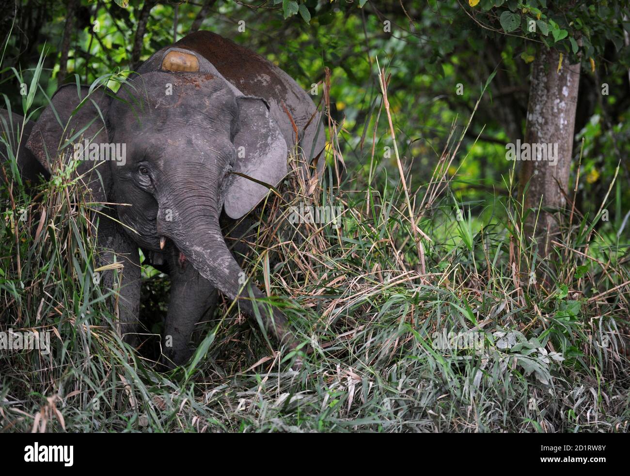 Satellite tracking elephants hi-res stock photography and images - Alamy