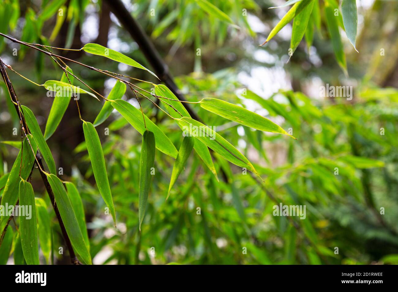 Forest of lush green bamboo stems hi-res stock photography and images ...