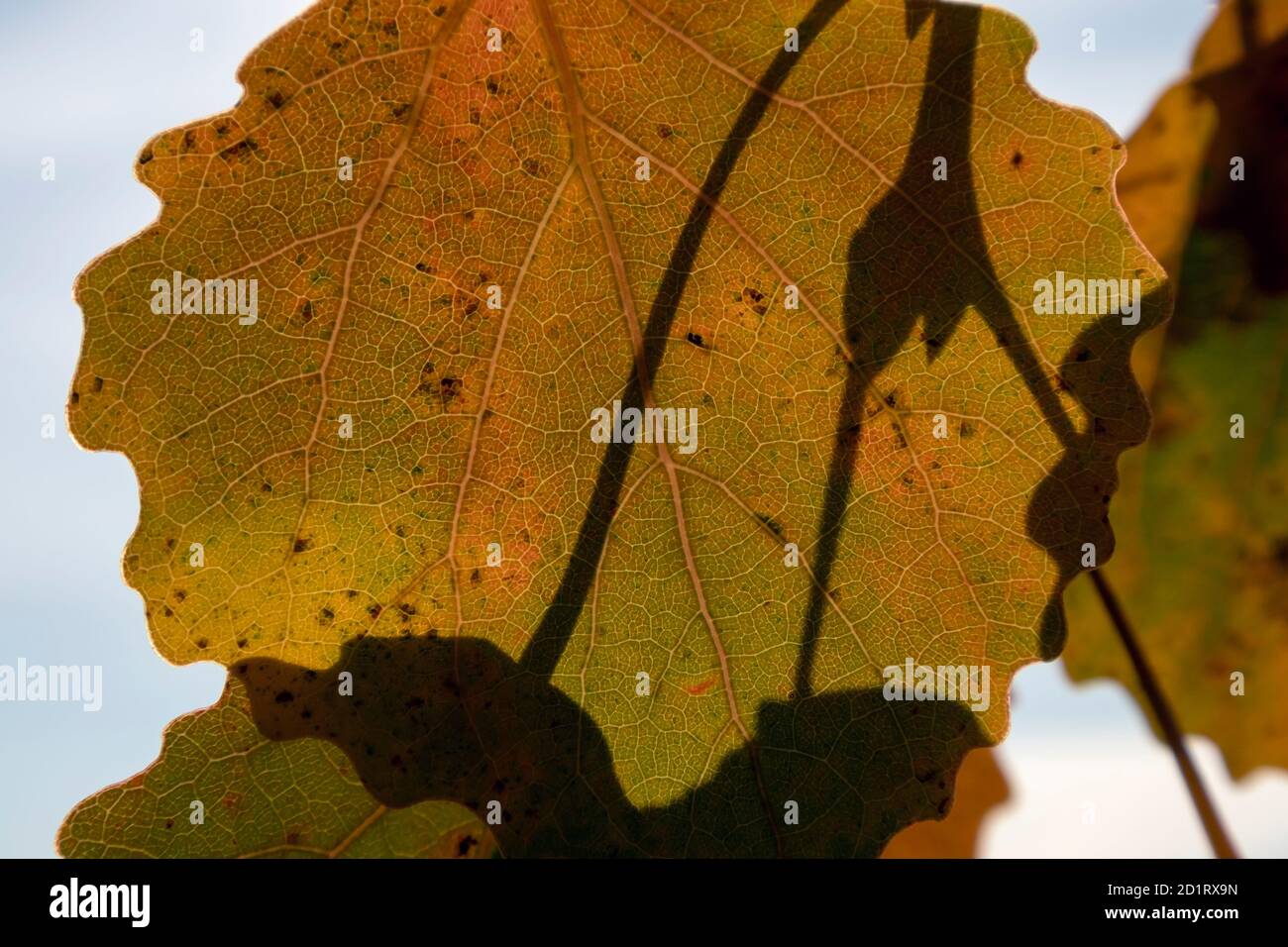 colourful aspen leaves in autumn Stock Photo - Alamy