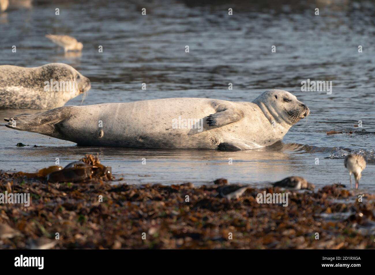 Wild gray seal colony in the sea. Lots of seaweed. Group with different ...
