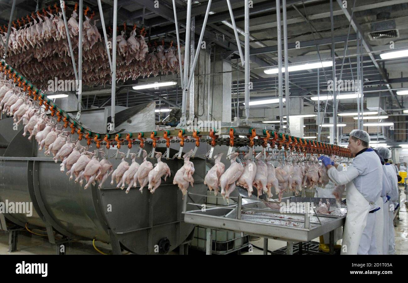 Poultry Processing High Resolution Stock Photography and Images - Alamy