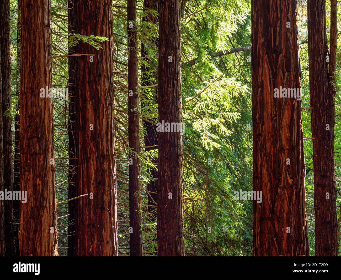 Secuoyas del Monte Cabezón son , Espacio Natural Protegido, Cabezón de ...