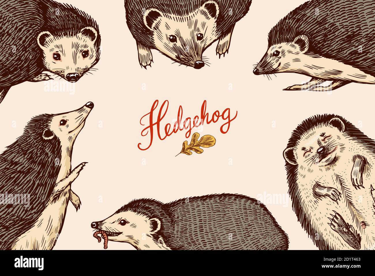 Hedgehog background. Spiny forest animal poster or banner. Vector ...