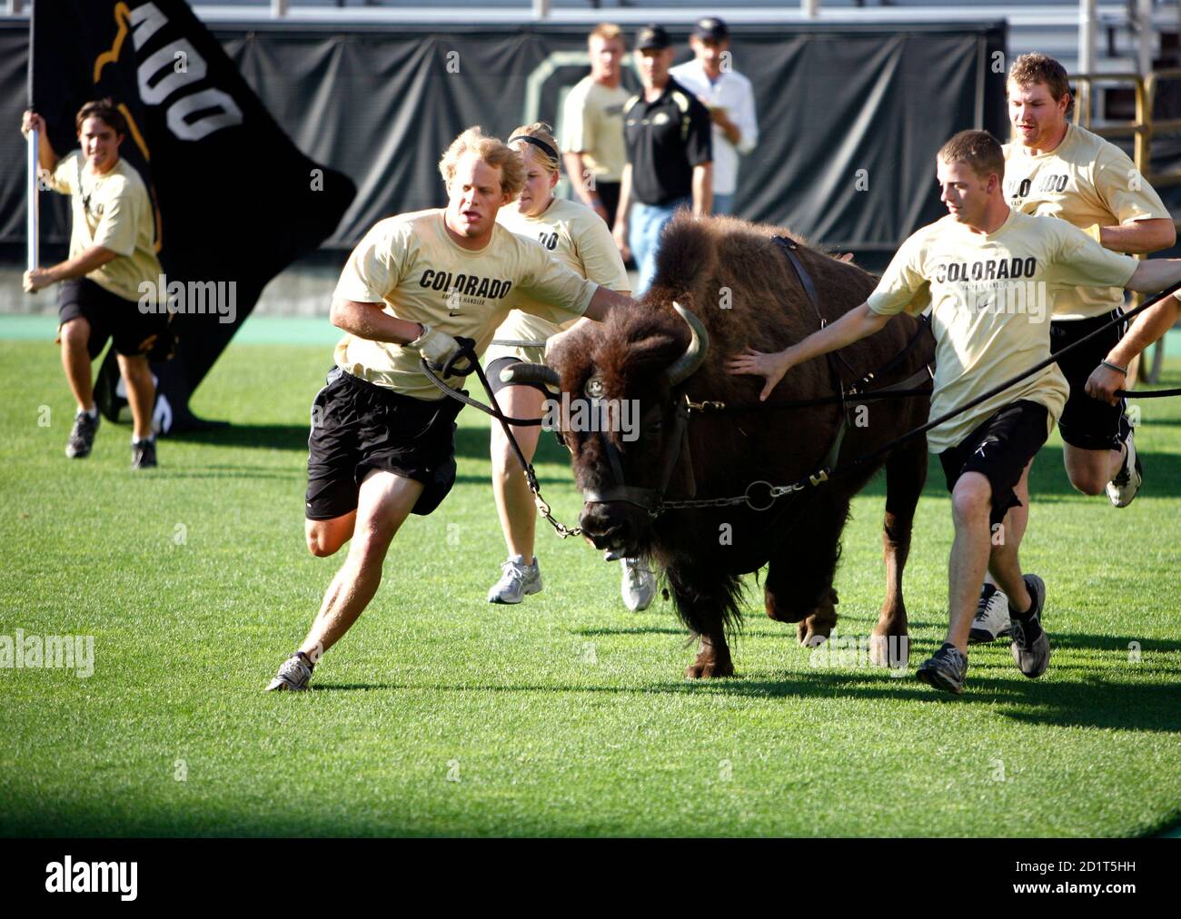 Bison and boulder hi-res stock photography and images - Alamy