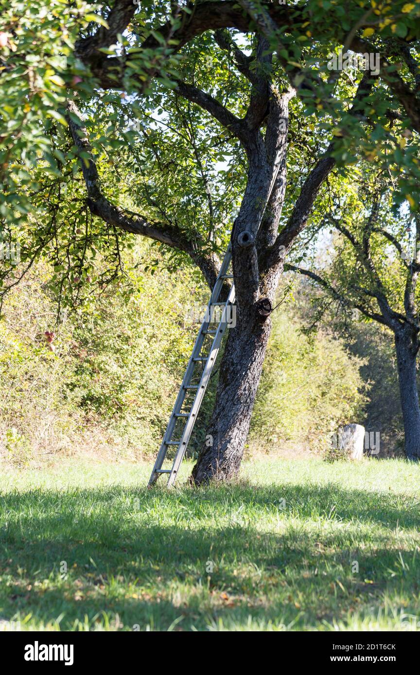 ladder on old apple tree summer meadow Stock Photo - Alamy