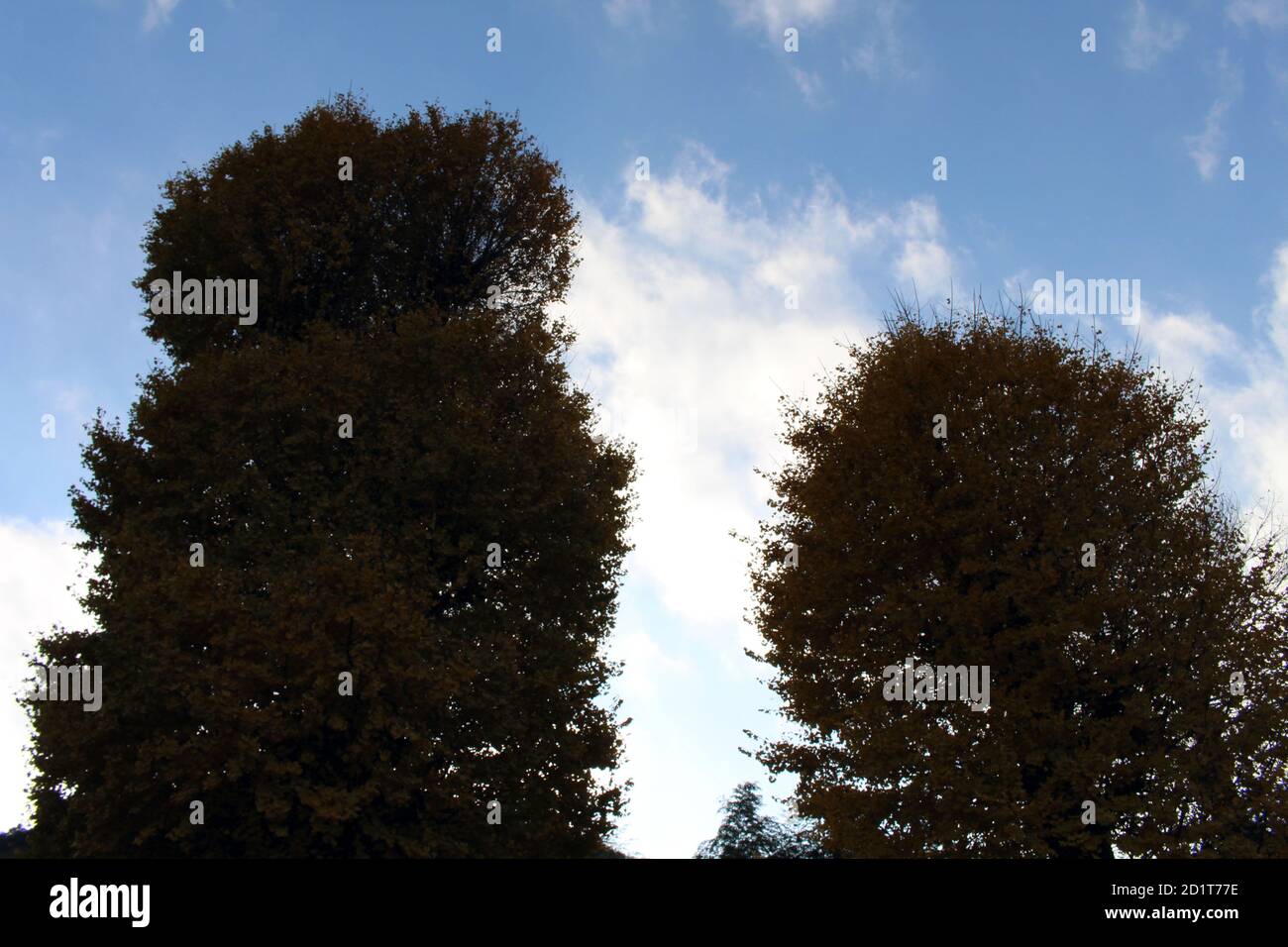 Two yellow trees during spring season in Japan Stock Photo - Alamy