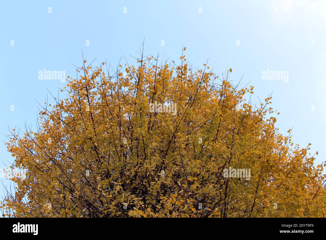 Beautiful yellow tree during spring season in Japan Stock Photo - Alamy