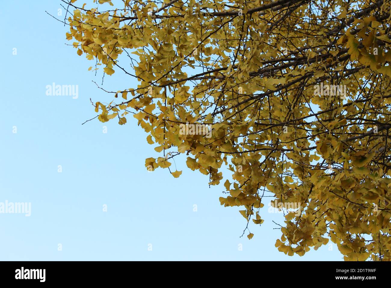 Beautiful yellow tree during spring season in Japan Stock Photo - Alamy