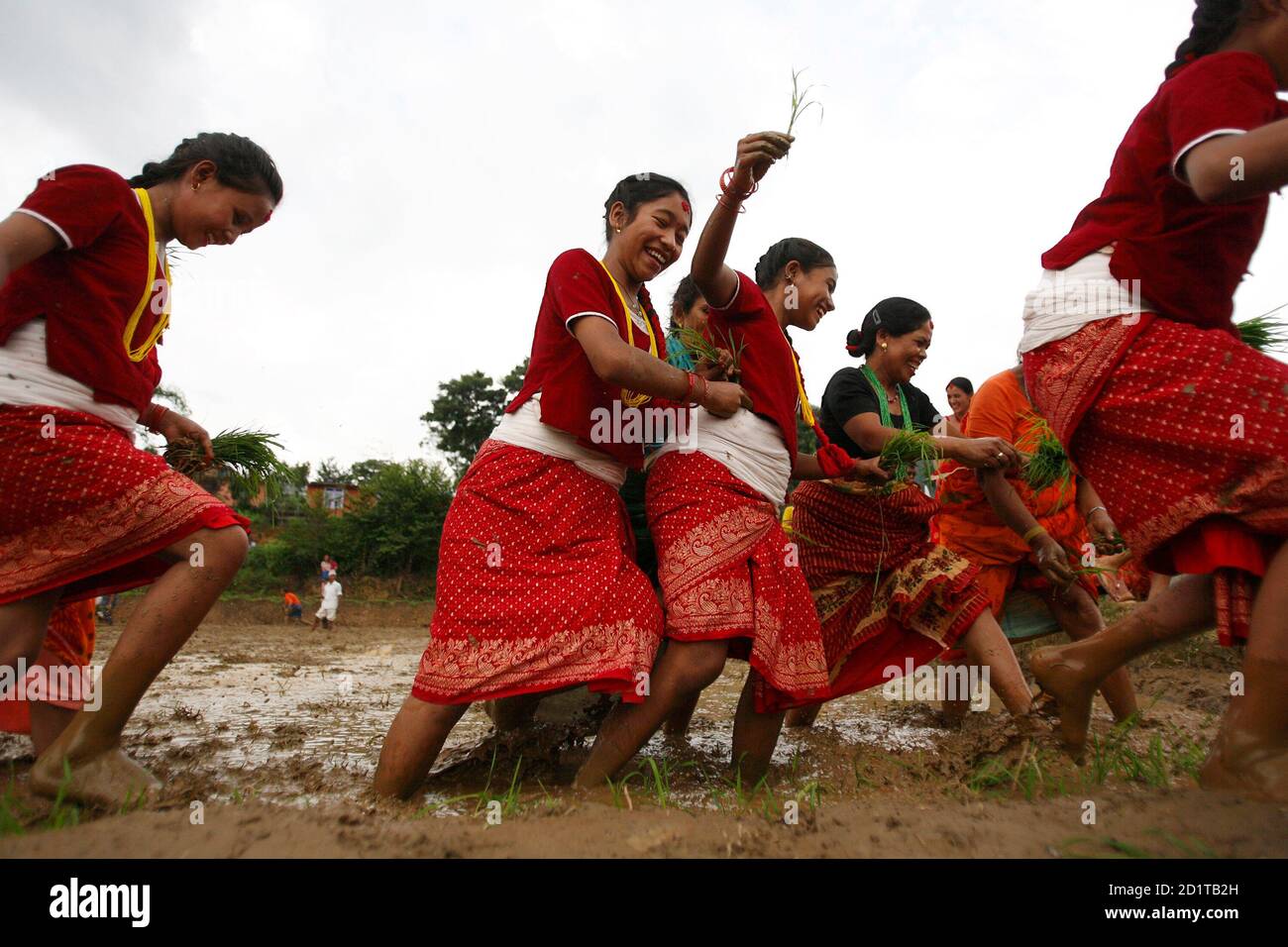 Nepal Rice Planting Festival High Resolution Stock Photography and ...