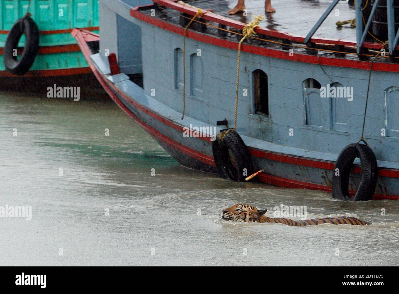India village tiger hi-res stock photography and images - Alamy
