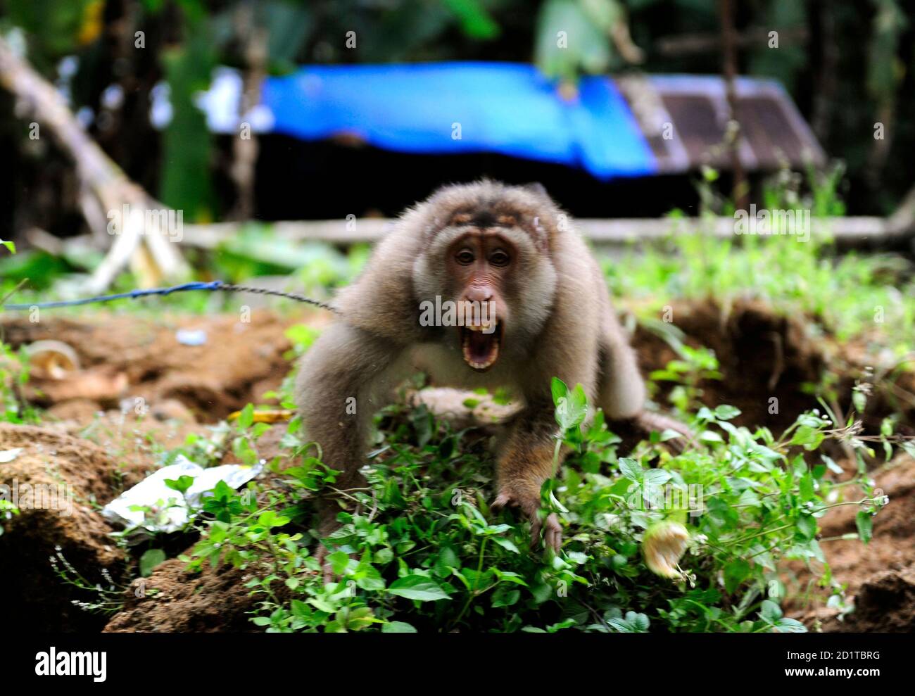 Disease outbreaks hi-res stock photography and images - Alamy