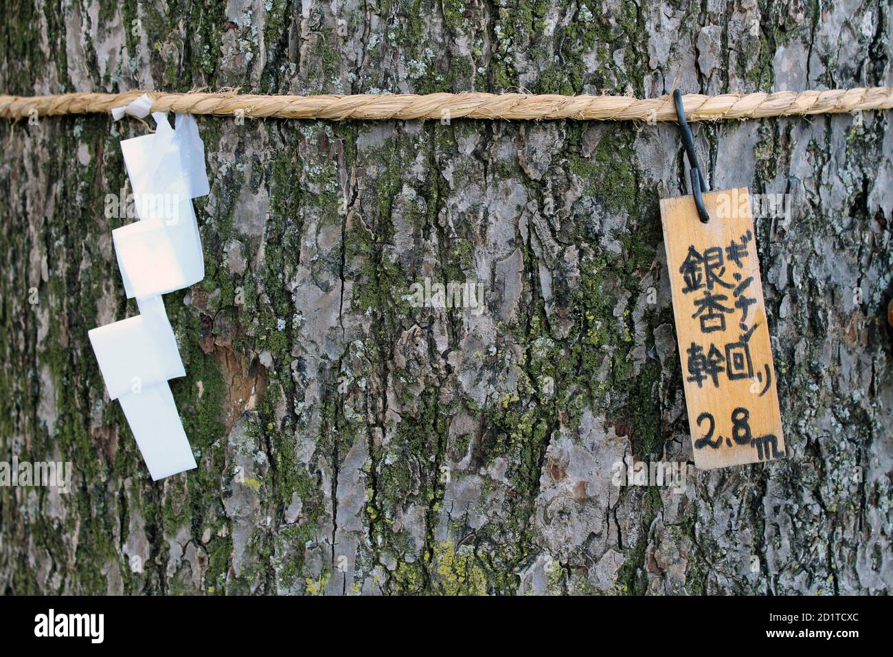 Big tree and shimenawa rope, Japanese Shinto ritual Stock Photo - Alamy