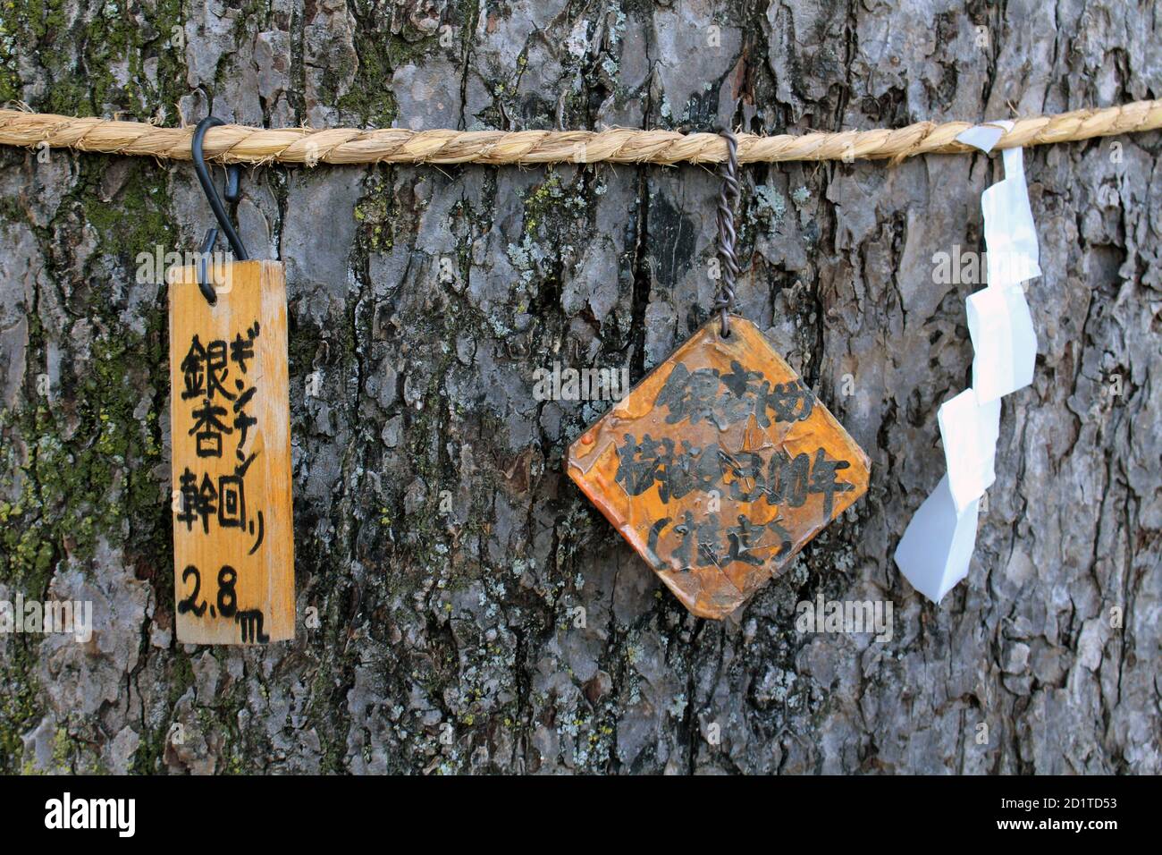 Big tree and shimenawa rope, Japanese Shinto ritual Stock Photo - Alamy