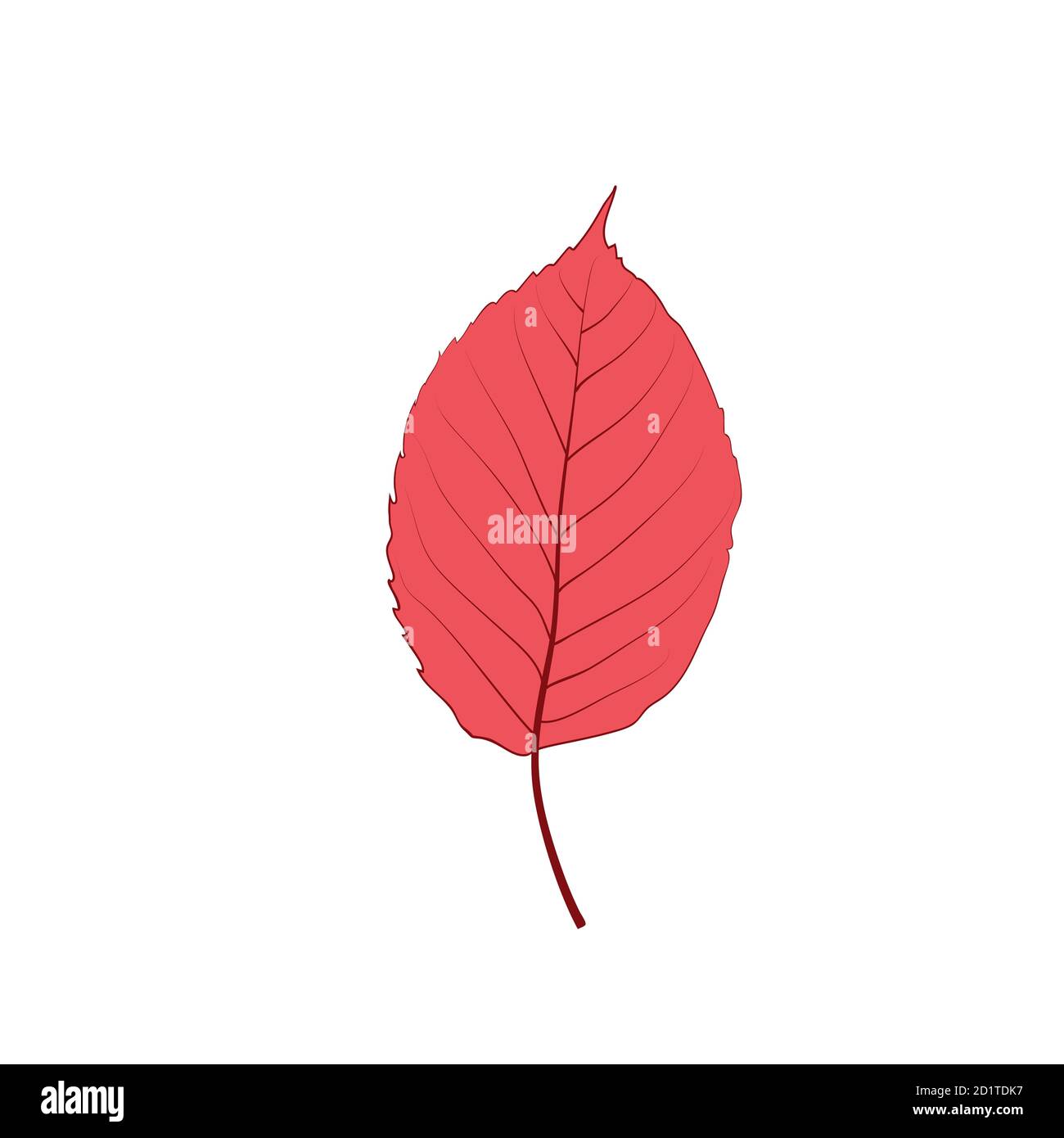 Flat vector cartoon illustration of autumn withered red leaf. Natural ...