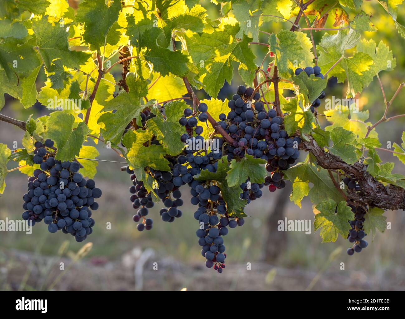 Close up of red merlot grapes in vineyard. St Emilion, Gironde ...