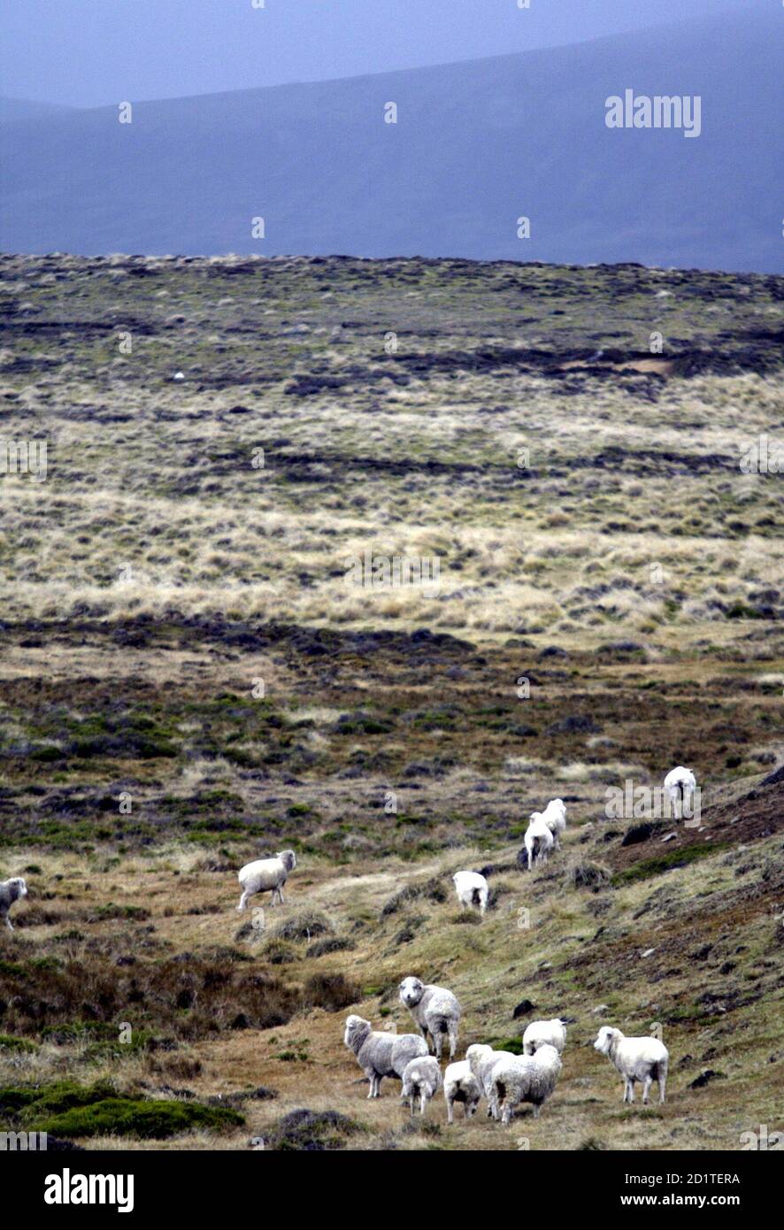 Port howard falklands hi-res stock photography and images - Alamy