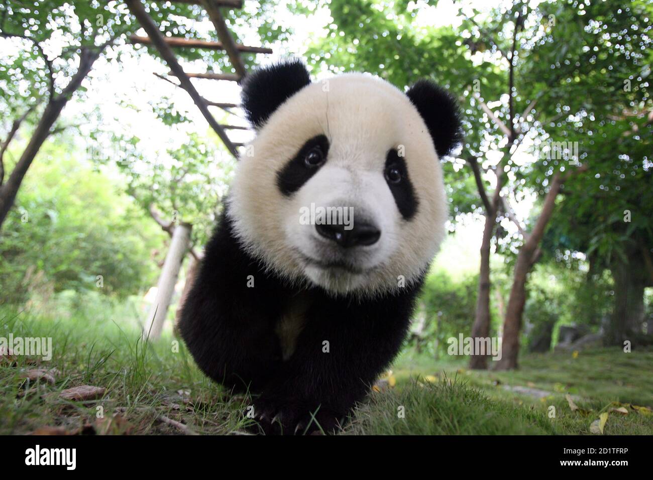 The olympic bear mascot hi-res stock photography and images - Alamy