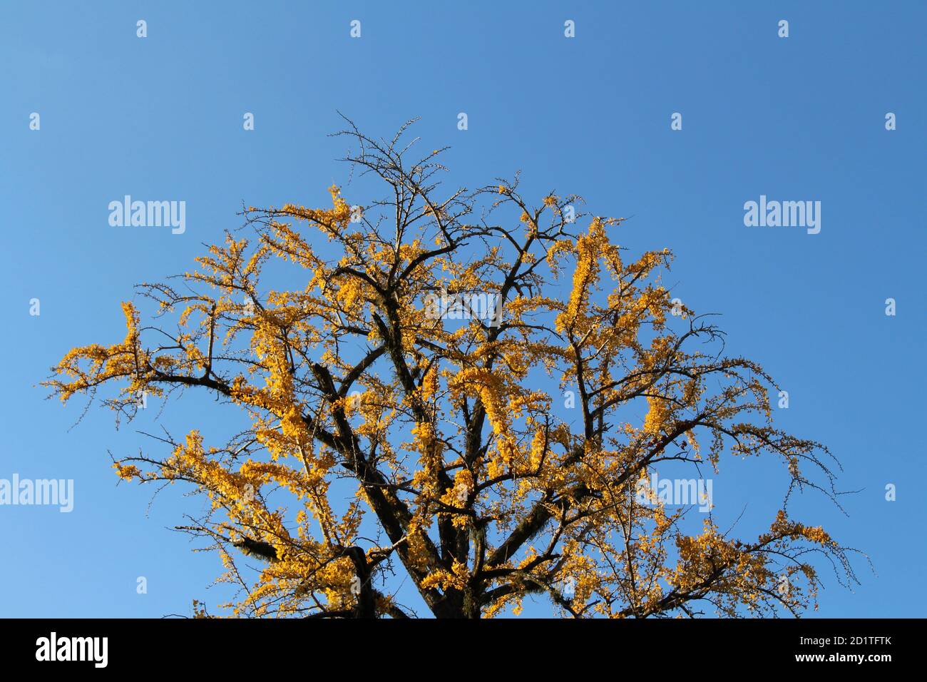 Beautiful lone yellow tree during spring season in Japan Stock Photo ...