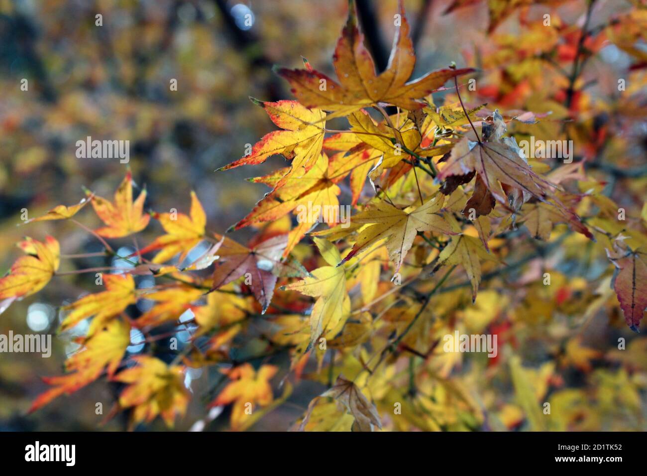 Yellow Japanese maple tree leaves on a branch Stock Photo - Alamy
