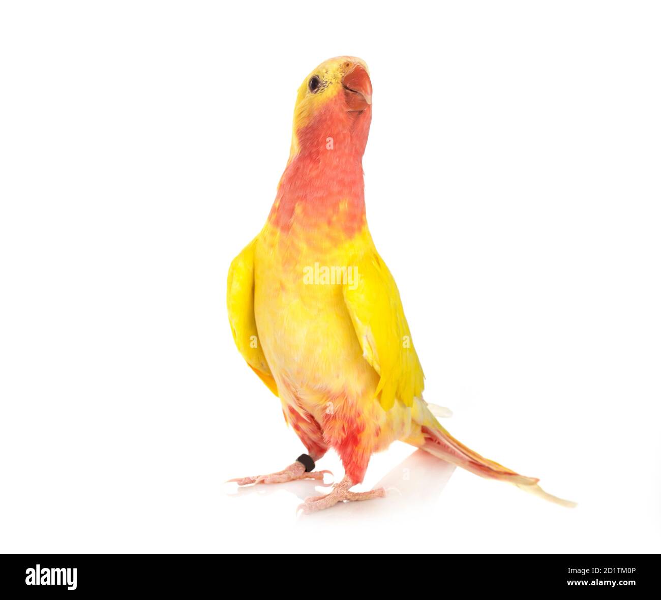 Princess parrot in front of white background Stock Photo - Alamy