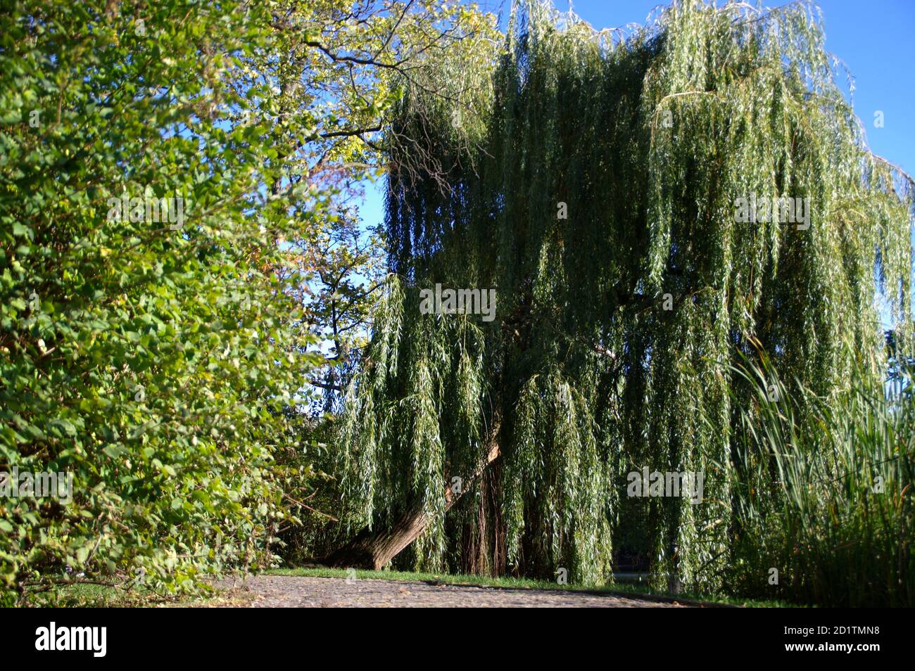 Willow tree and grass in city park. Seasonal scene Stock Photo - Alamy