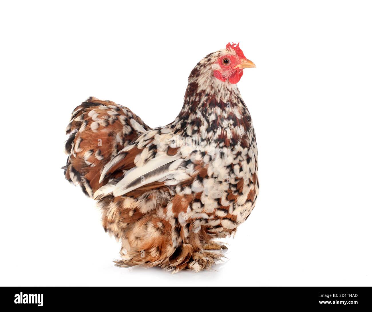 Pekin Bantam in front of white background Stock Photo - Alamy