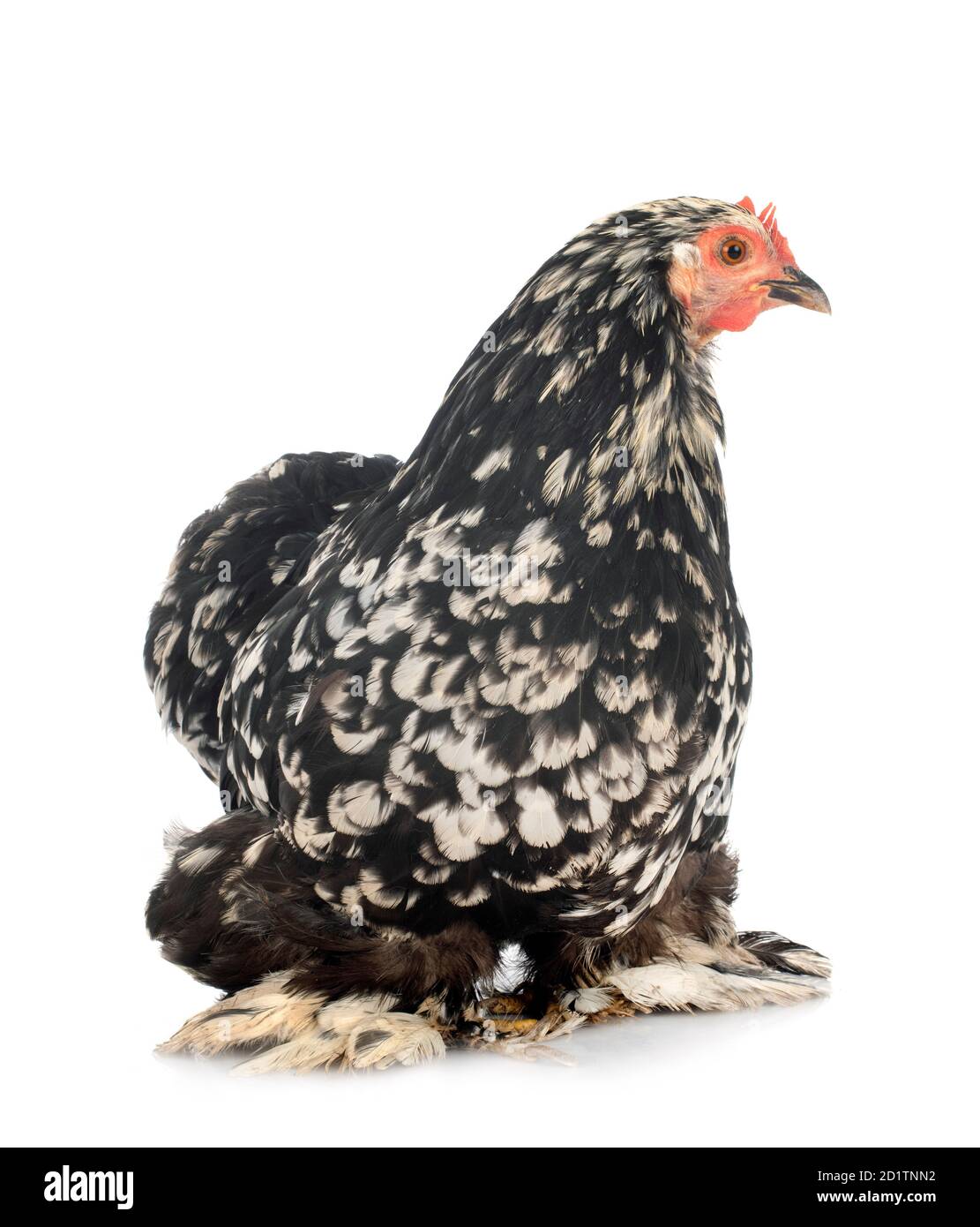 Pekin Bantam in front of white background Stock Photo - Alamy