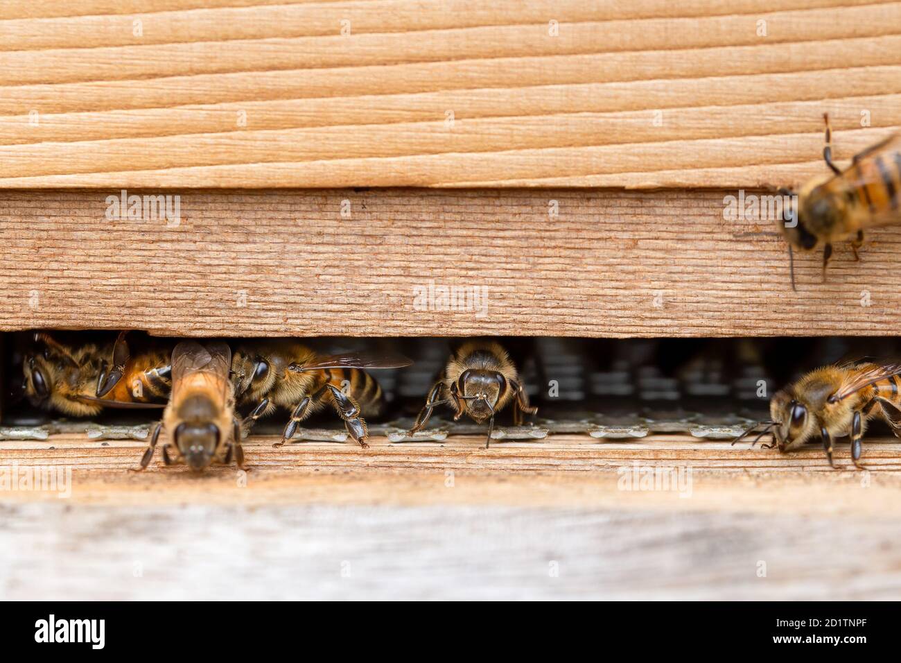 Beehive cluster hi-res stock photography and images - Alamy