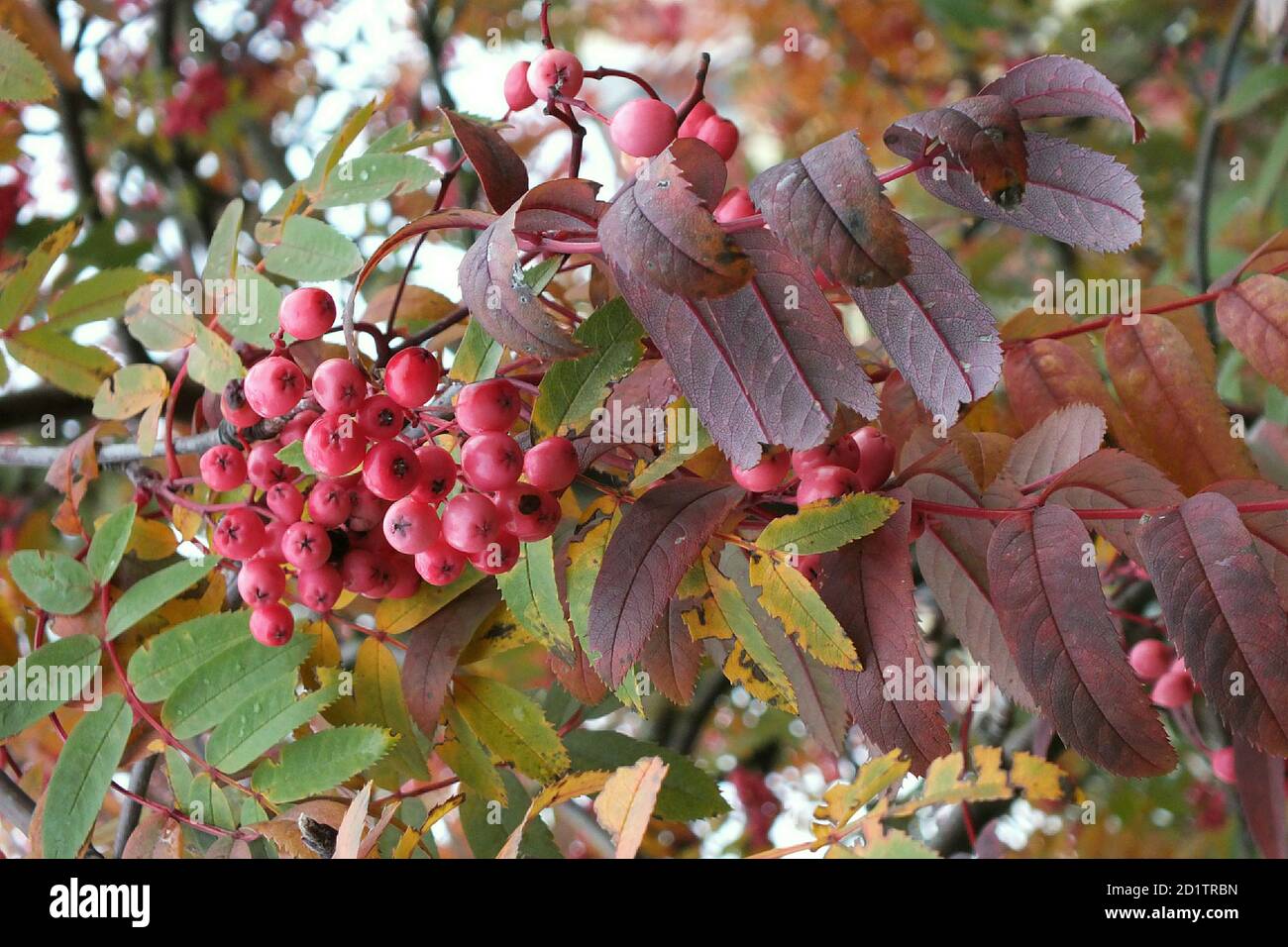 Autumn, leaves, leaf fall Stock Photo - Alamy