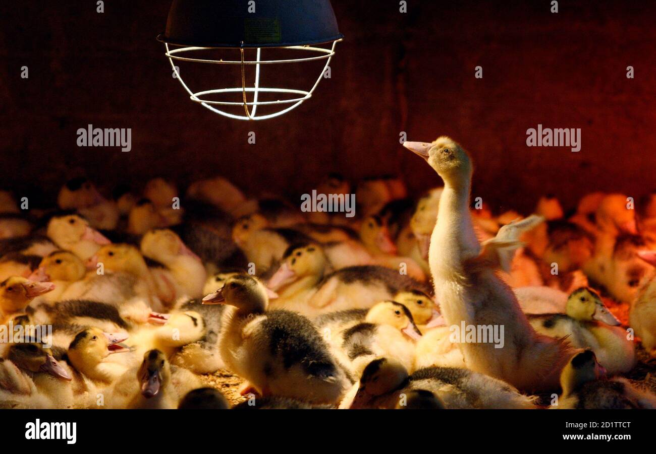 Male and female muscovy ducks hi-res stock photography and images - Alamy