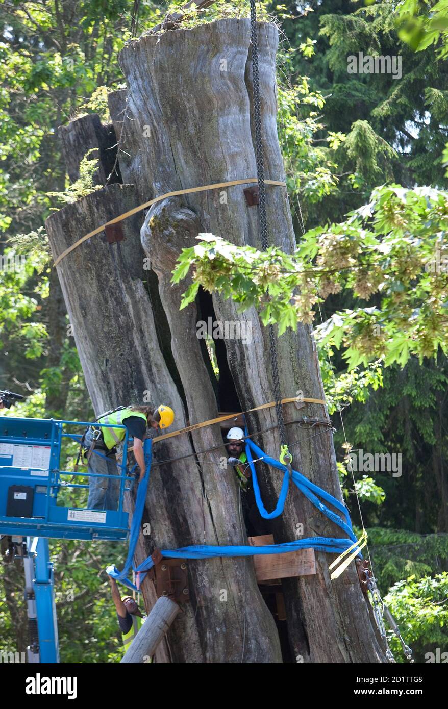 Hollow tree vancouver hi-res stock photography and images - Alamy