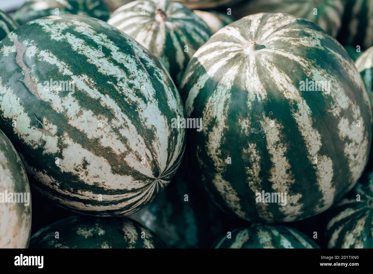 Large ripe watermelons on the market. Watermelon market Stock Photo - Alamy