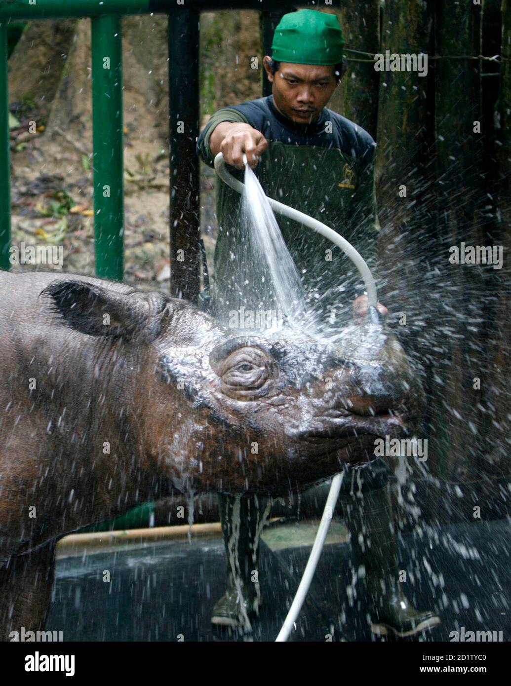 Sumatran Rhinoceros Indonesia High Resolution Stock Photography and ...