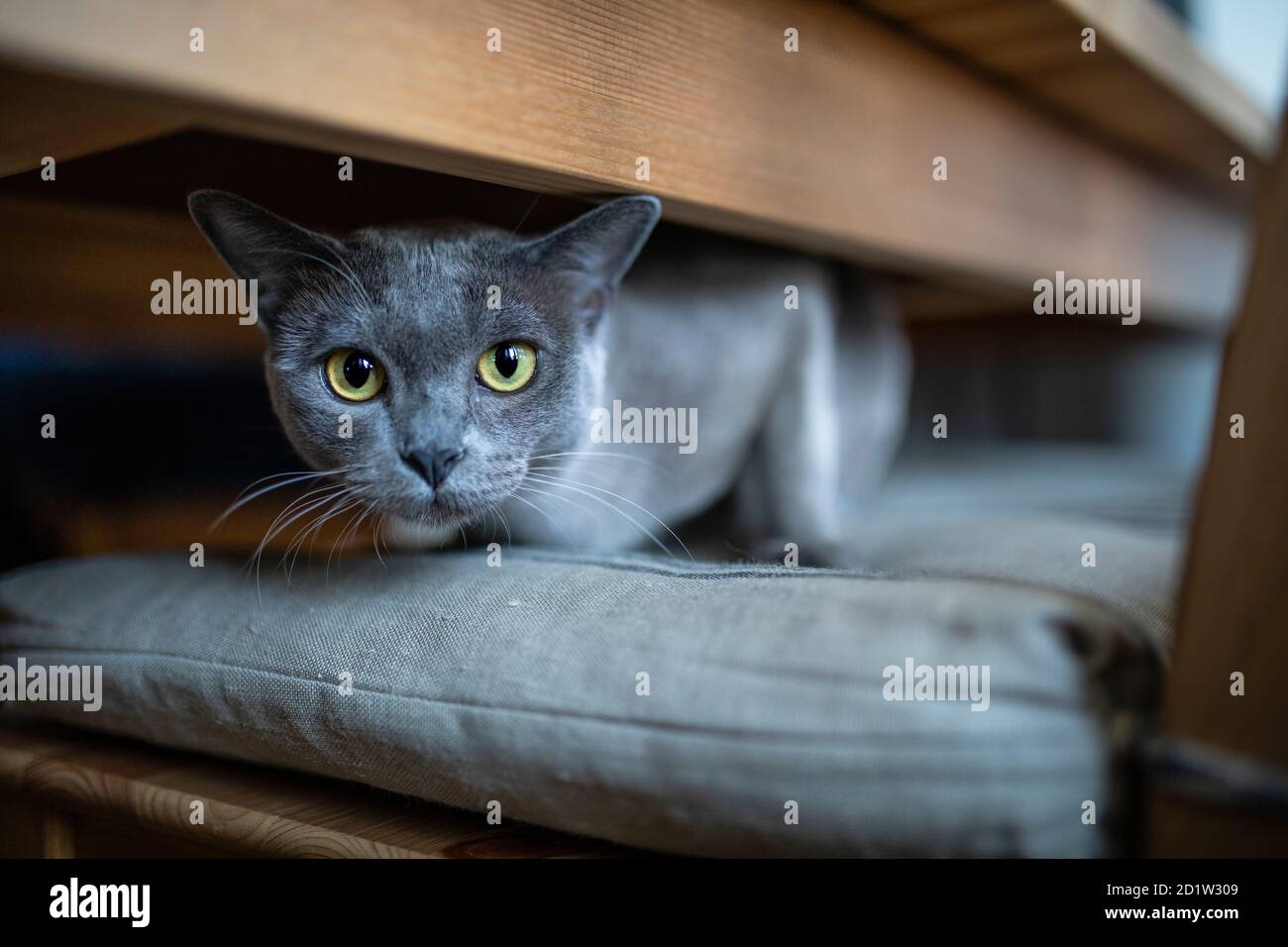 Kitten under table hi-res stock photography and images - Alamy