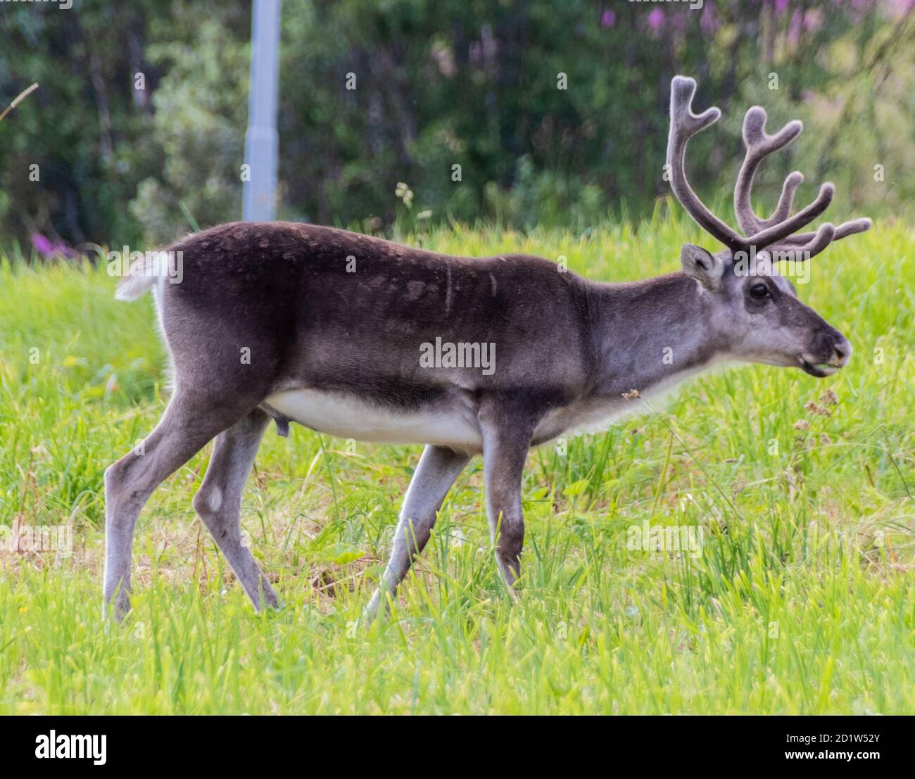 Rendeer hi-res stock photography and images - Alamy