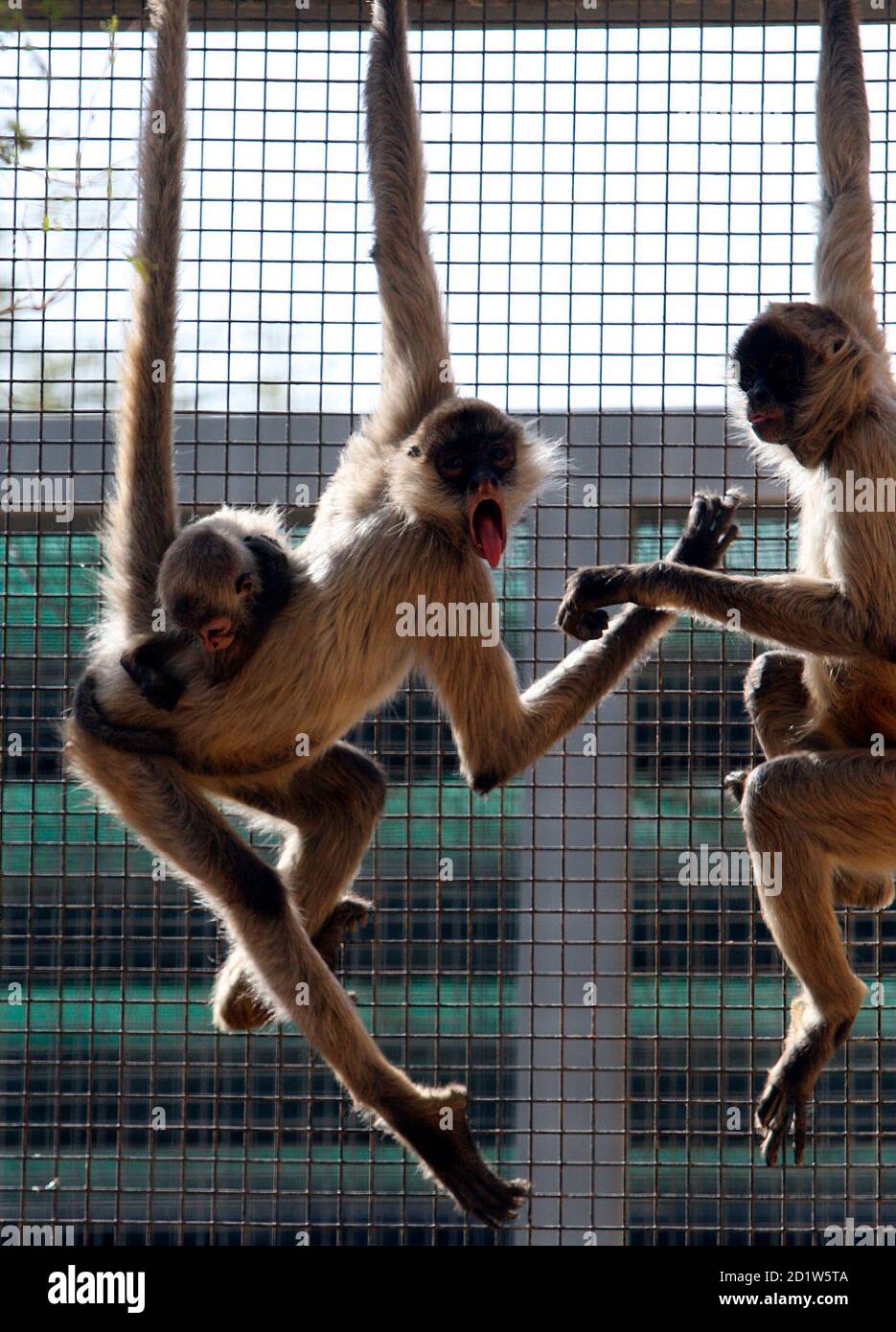 Zoo in riyadh hi-res stock photography and images - Alamy