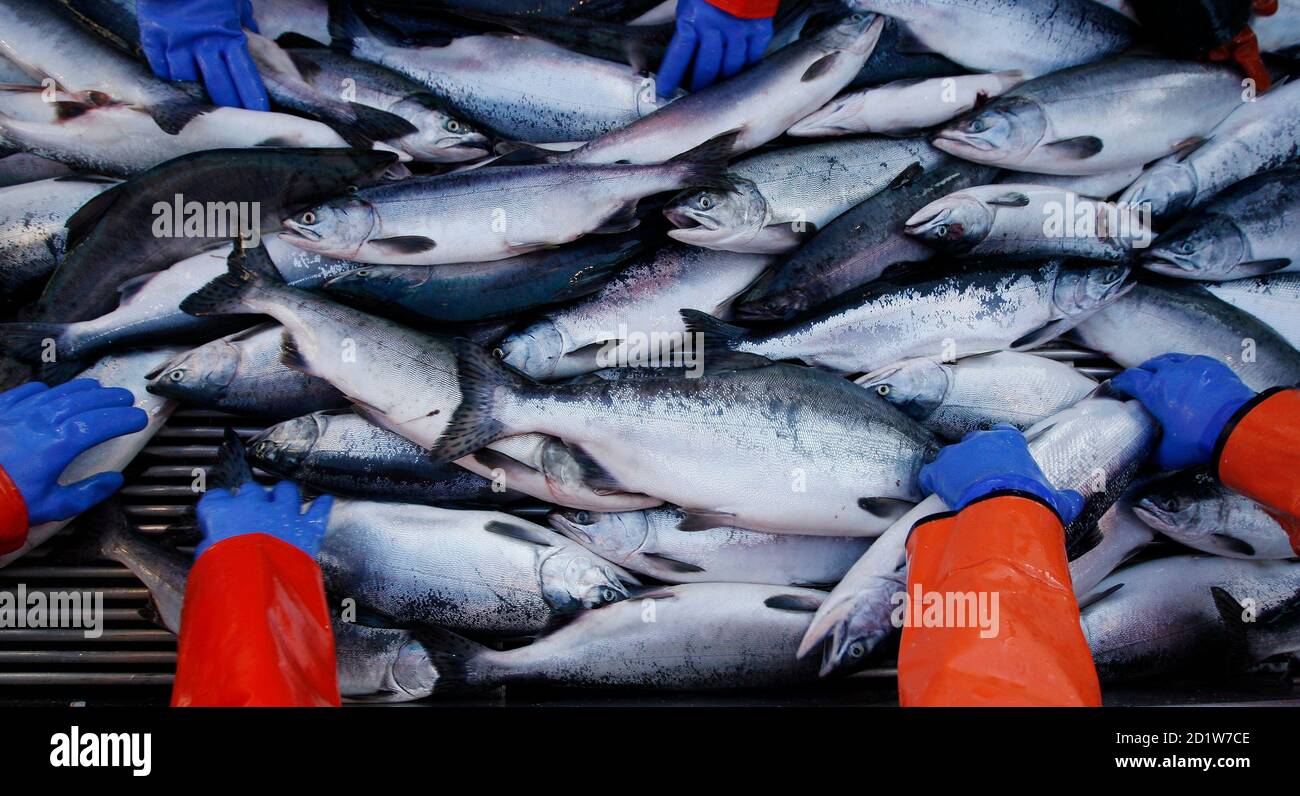 Crew from commercial fishing vessel hi-res stock photography and images ...