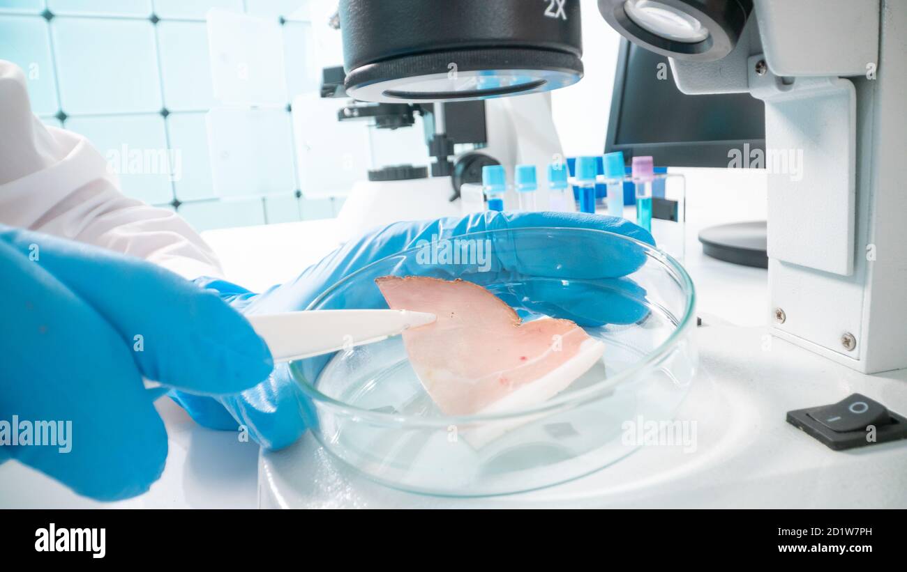 Inspection of meat and fish quality in the food quality laboratory ...