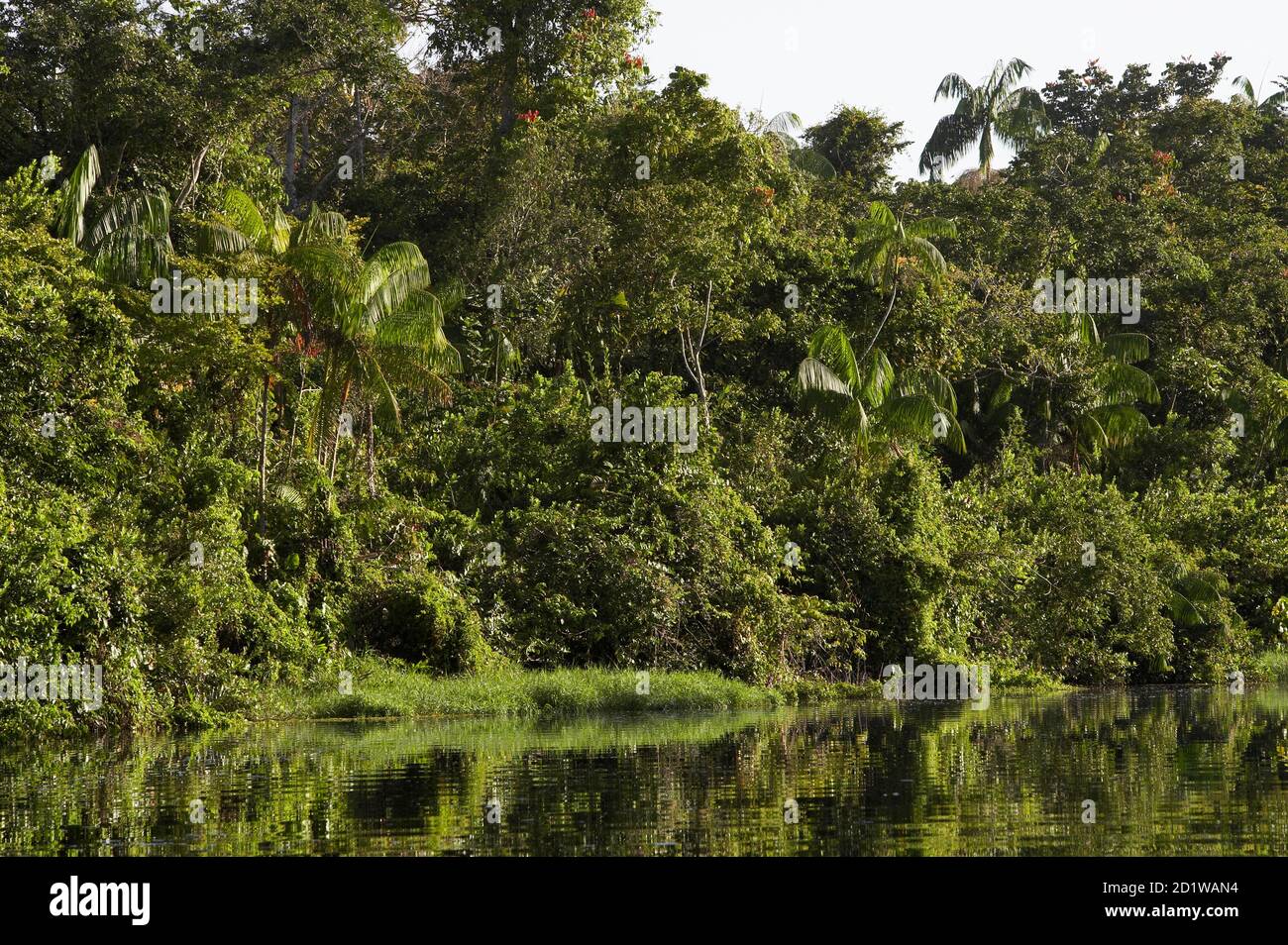 Orinoco Delta in Venezuela Stock Photo - Alamy