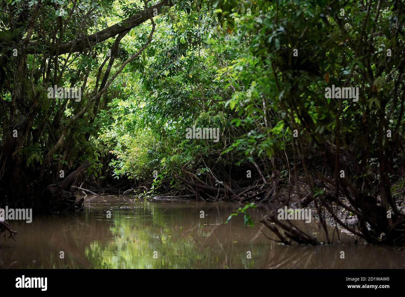 Orinoco Delta in Venezuela Stock Photo - Alamy