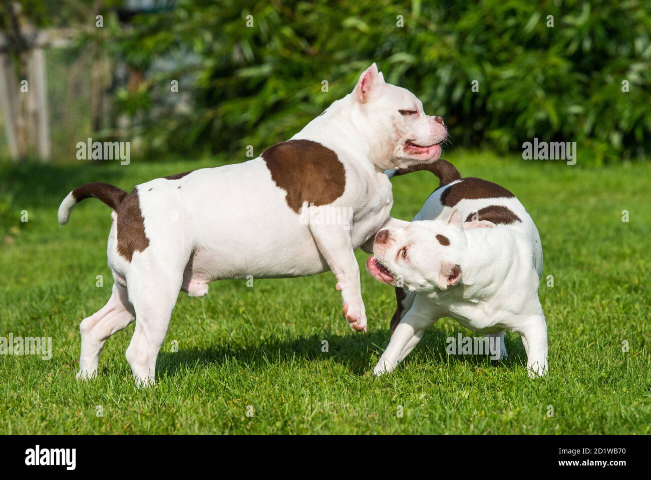 Two American Bully puppies dogs are playing Stock Photo - Alamy