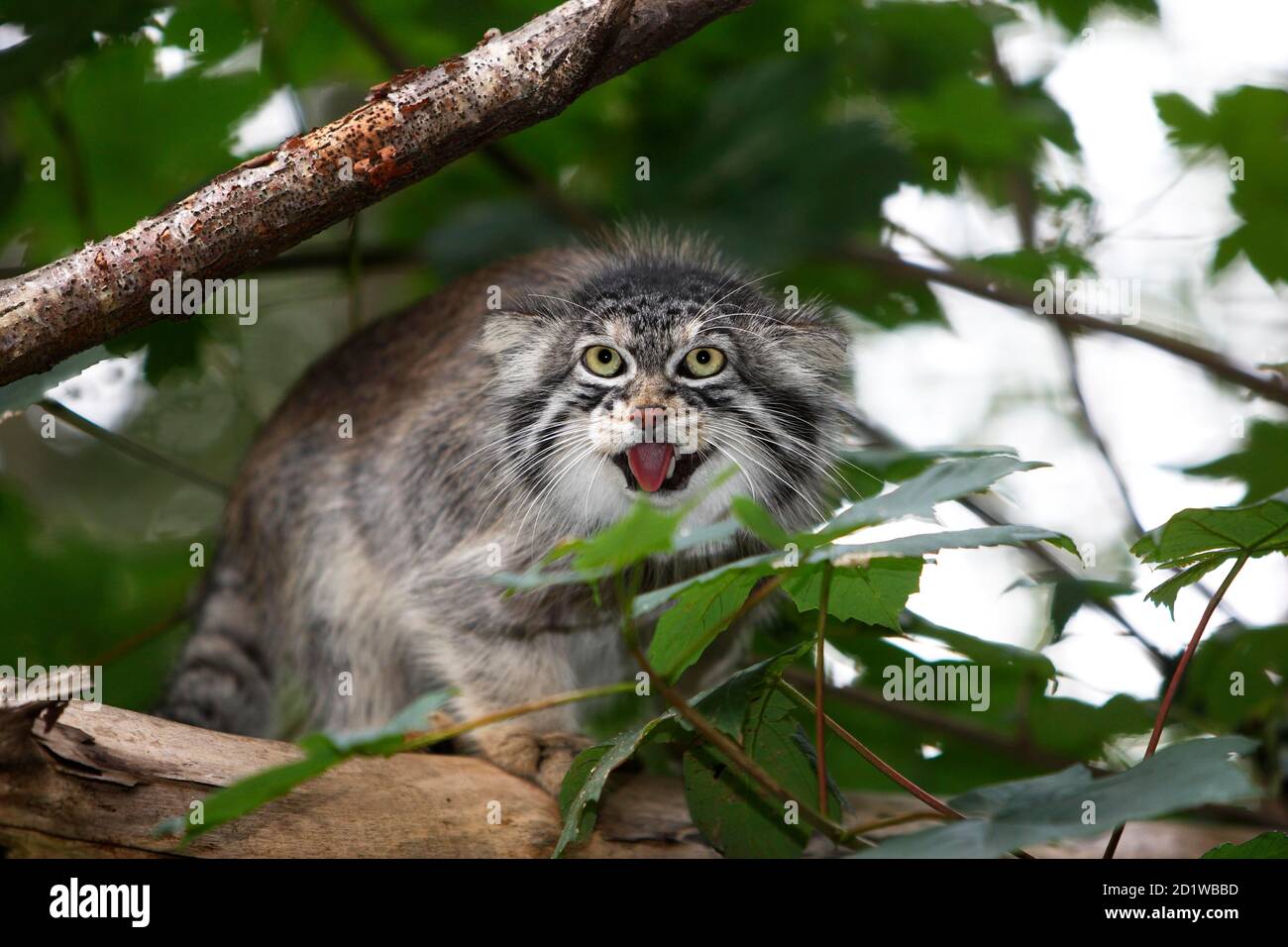 Manul or Pallas's Cat, otocolobus manul,, Adult standing on Branch ...