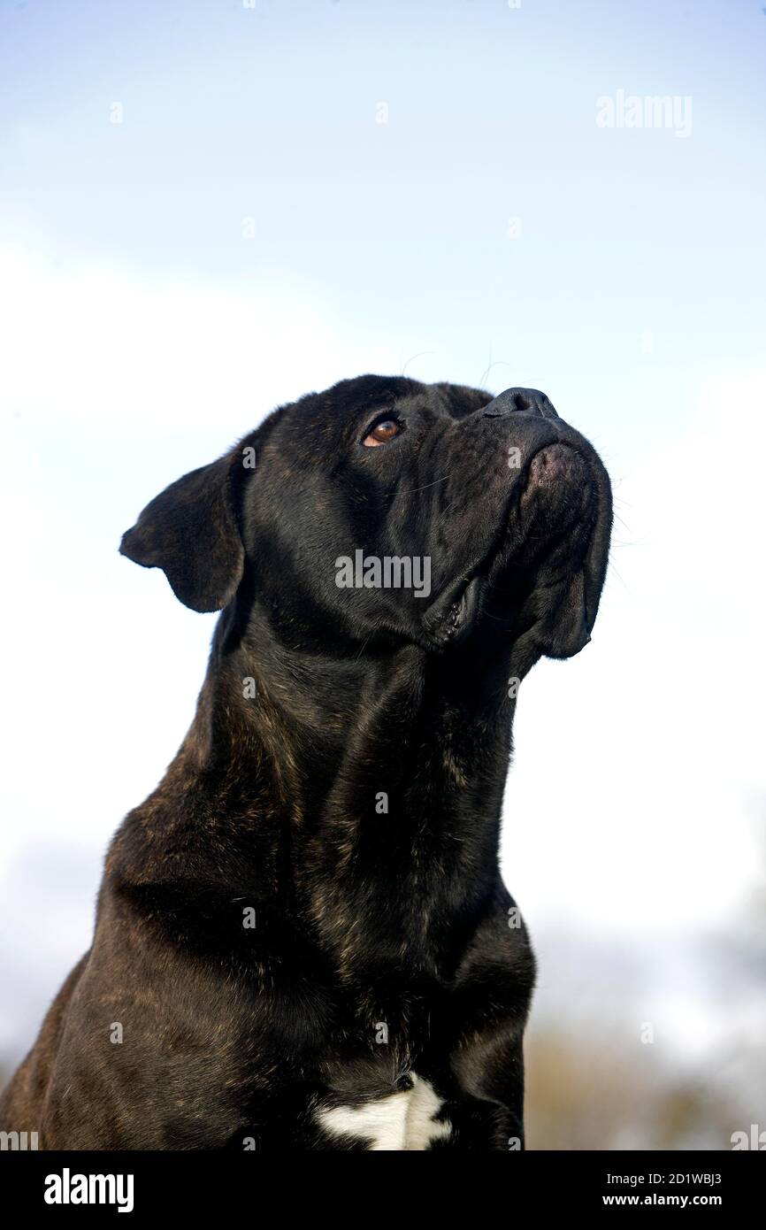Cane Corso, a Dog Breed from Italie, portrait of Dog Stock Photo - Alamy