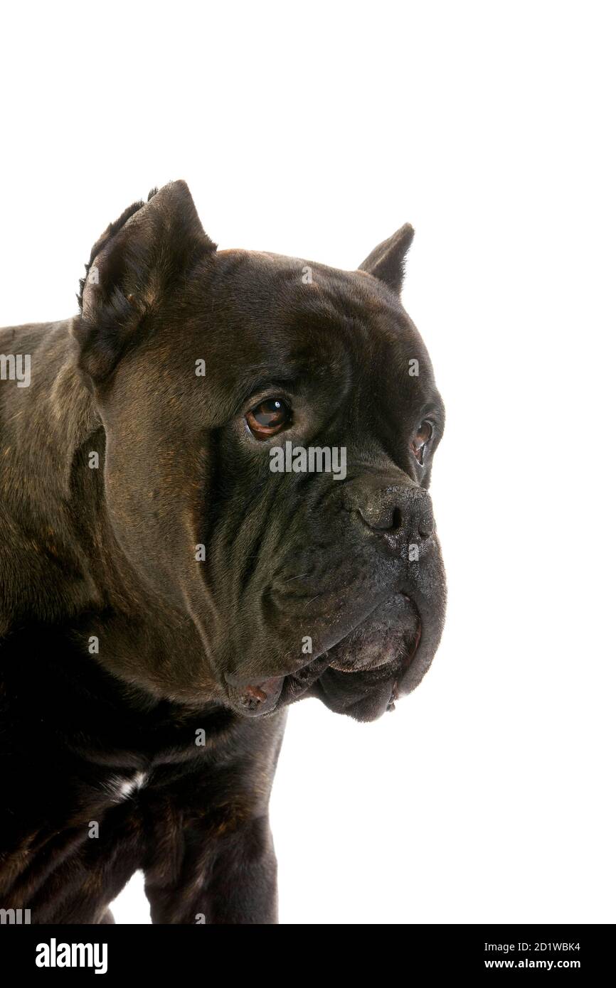 Cane Corso, a Dog Breed from Italie, portrait of Dog against White ...