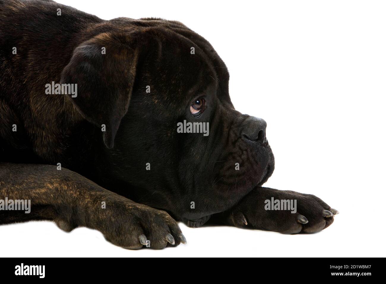 Cane Corso, a Dog Breed from Italie, Portrait of Dog against White ...