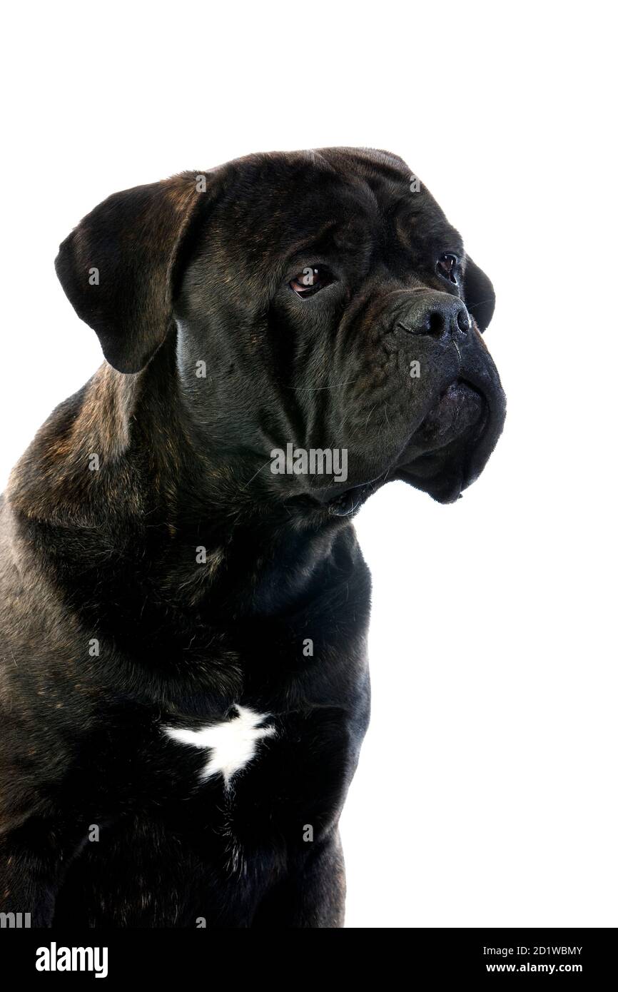 Cane Corso, a Dog Breed from Italie, Portrait of Dog against White ...