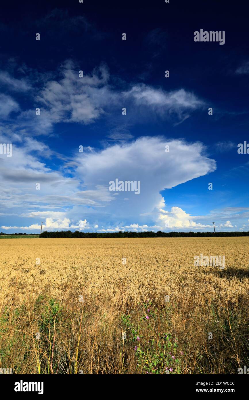 Cumulonimbus capillatus clouds uk hi-res stock photography and images ...