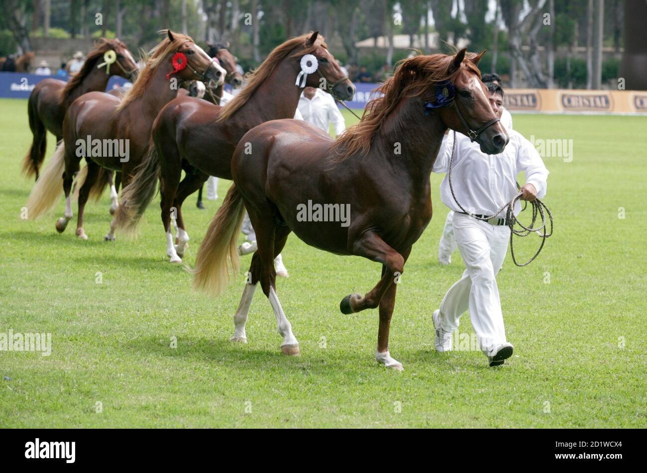 Horse show with peruvian horses hi-res stock photography and images - Alamy