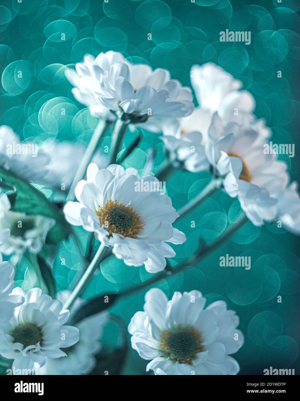Daisy flowers abstract background floral design Stock Photo - Alamy